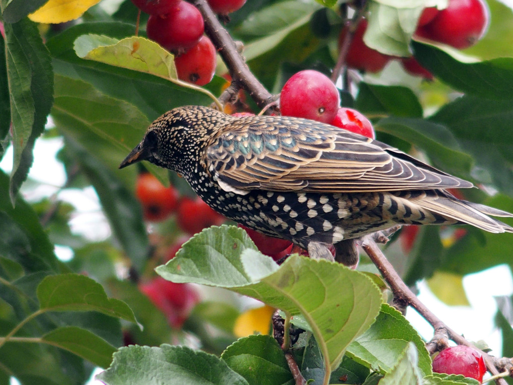 European Starling - Washington Square Park